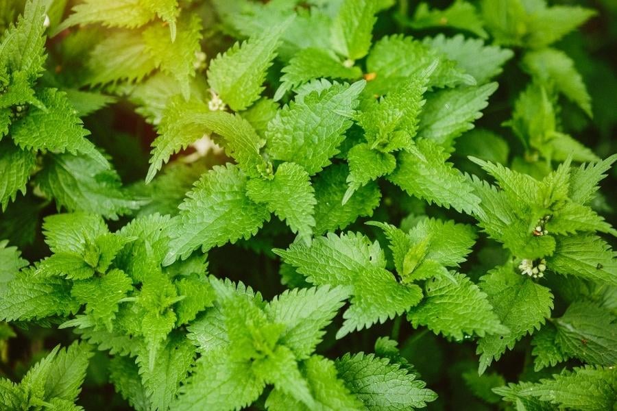 Nettle and Lemon: hair range | Bottega Verde