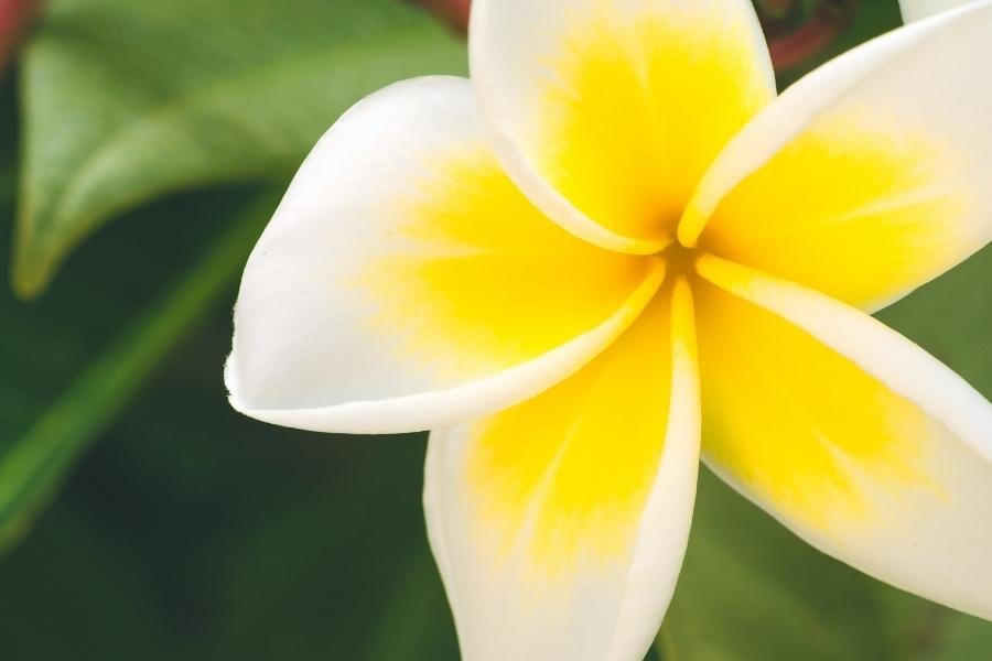 Tiaré: body range | Bottega Verde